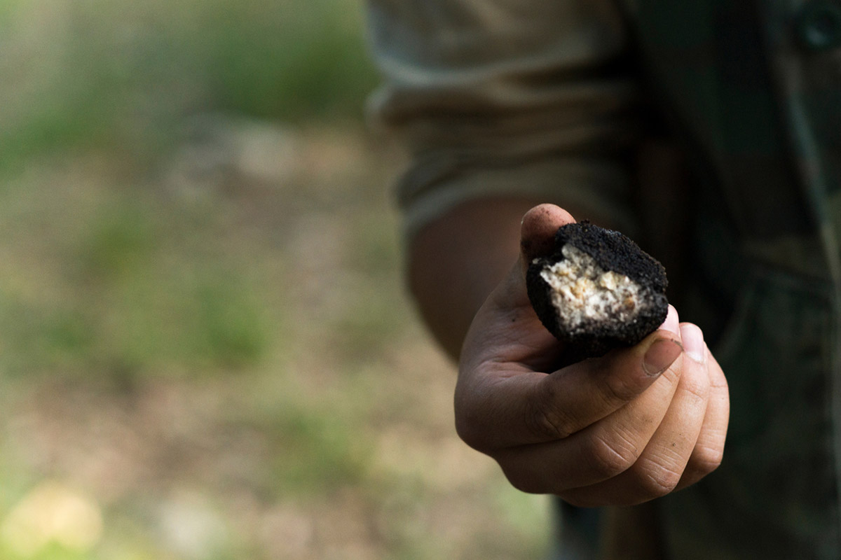 Truffle Hunt in tuscany | The Sense Resort